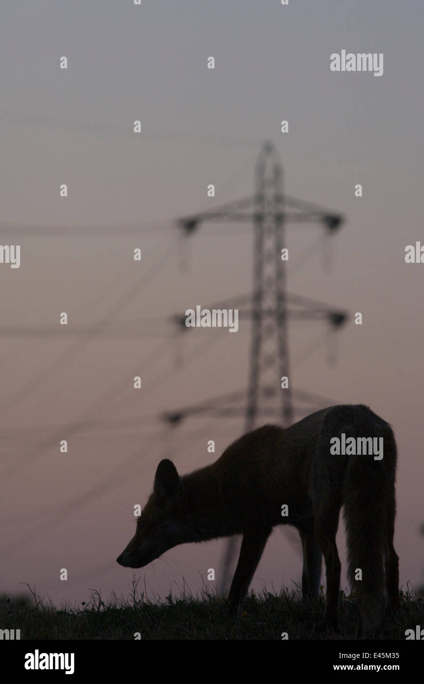 Urban Red fox (Vulpes vulpes) silhouetted with an electricity pylon in ...