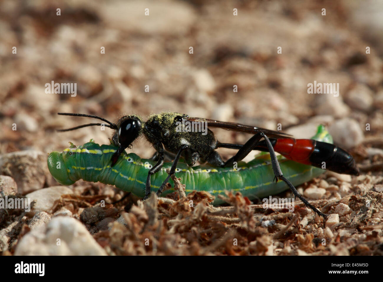 Parasitoid wasp (Ichneumonidae) carrying a large paralysed caterpillar ...