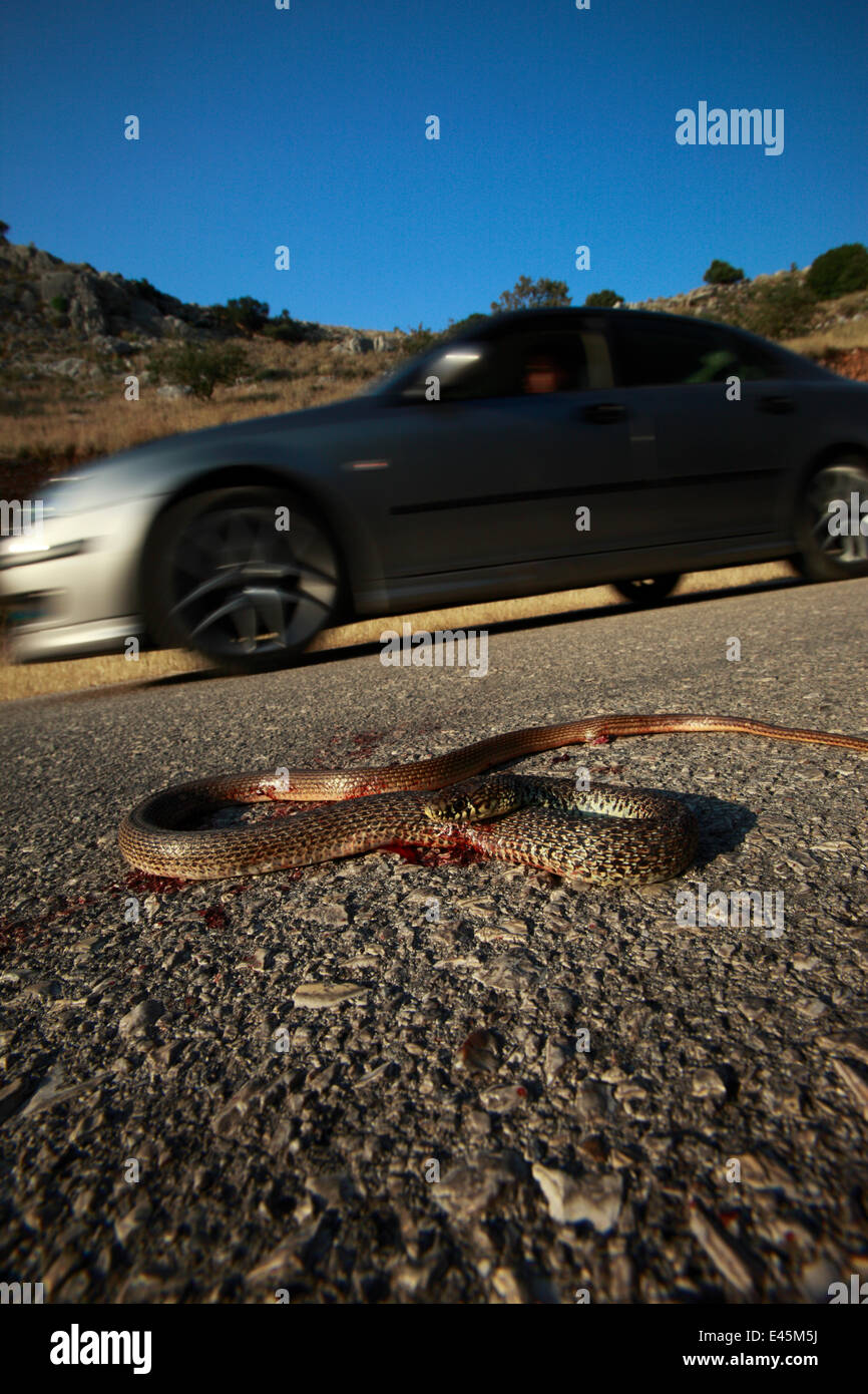 Dead snake on a road, probably a Balkan whip snake (Hierophis ...