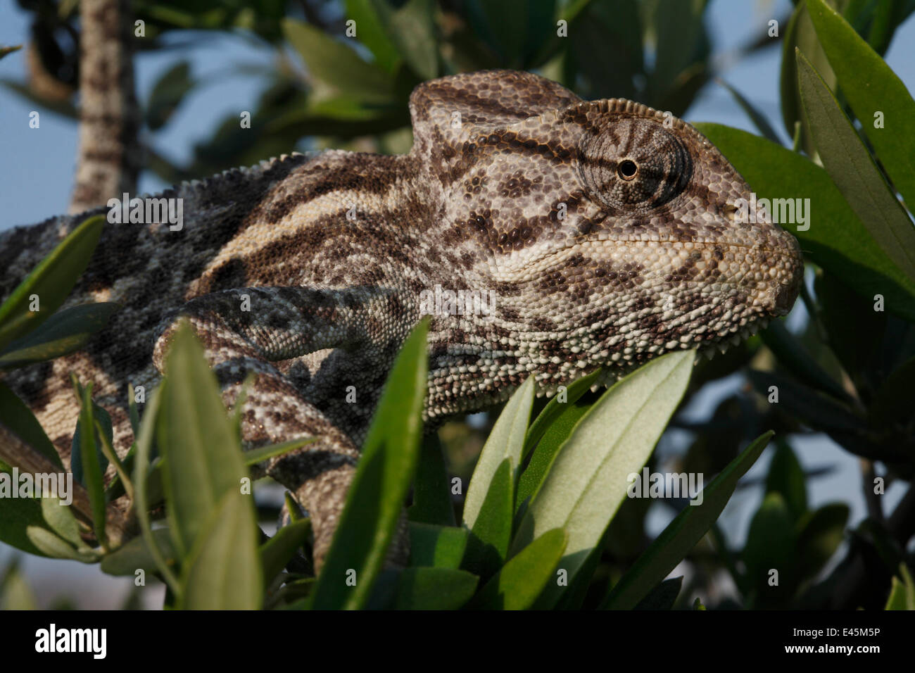 African chameleon (Chamaeleo africanus) in tree, in a captive wintering ...