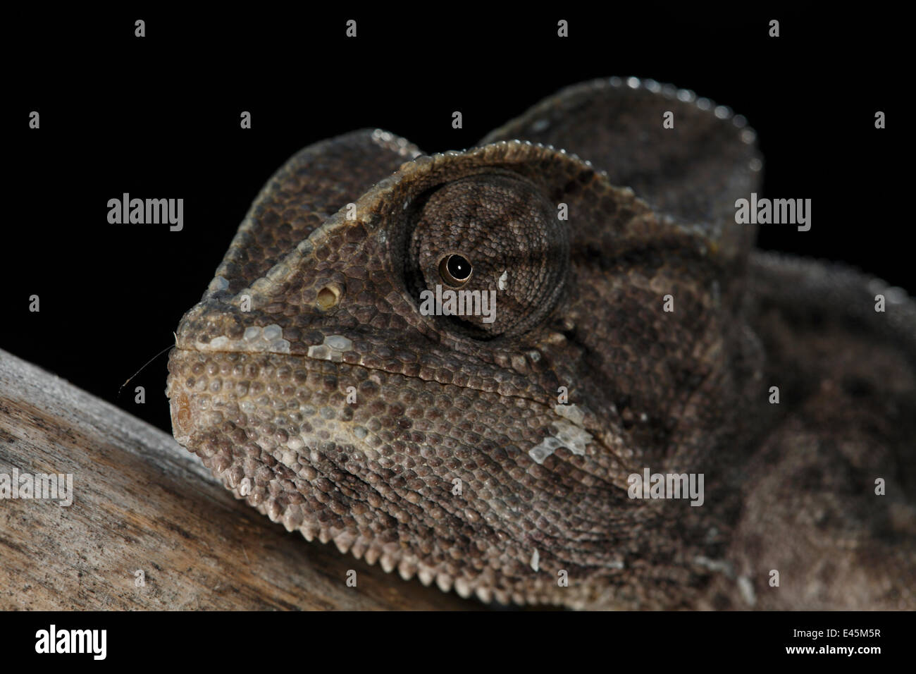 African chameleon (Chamaeleo africanus) portrait, photographed in a ...