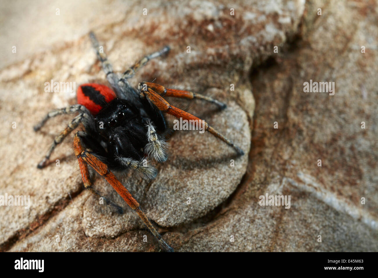 Greek spiders hi-res stock photography and images - Alamy