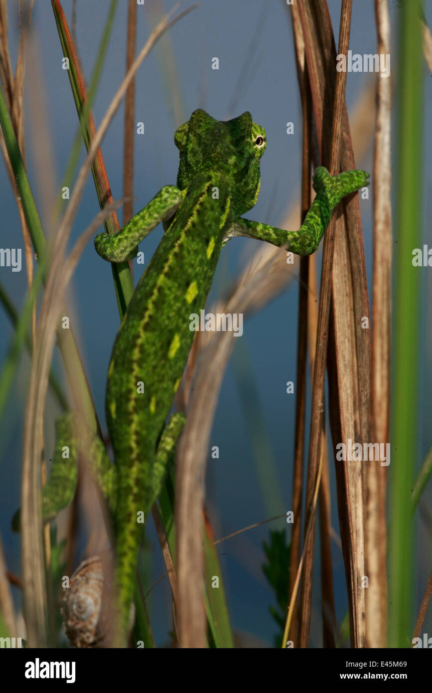 Rear view of juvenile African chameleon (Chamaeleo africanus) climbing ...