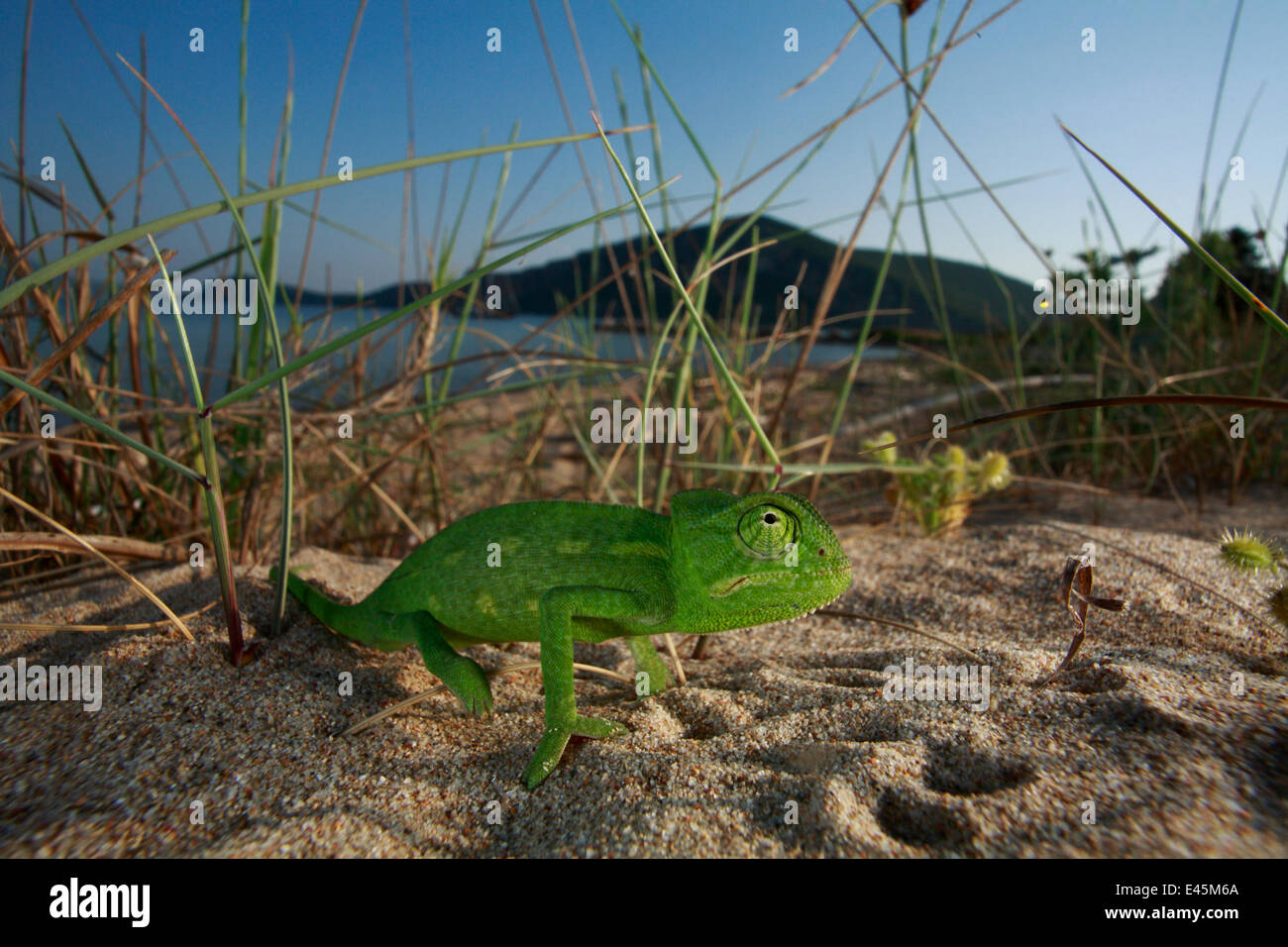 Juvenile African chameleon (Chamaeleo africanus) on ground, Southern ...
