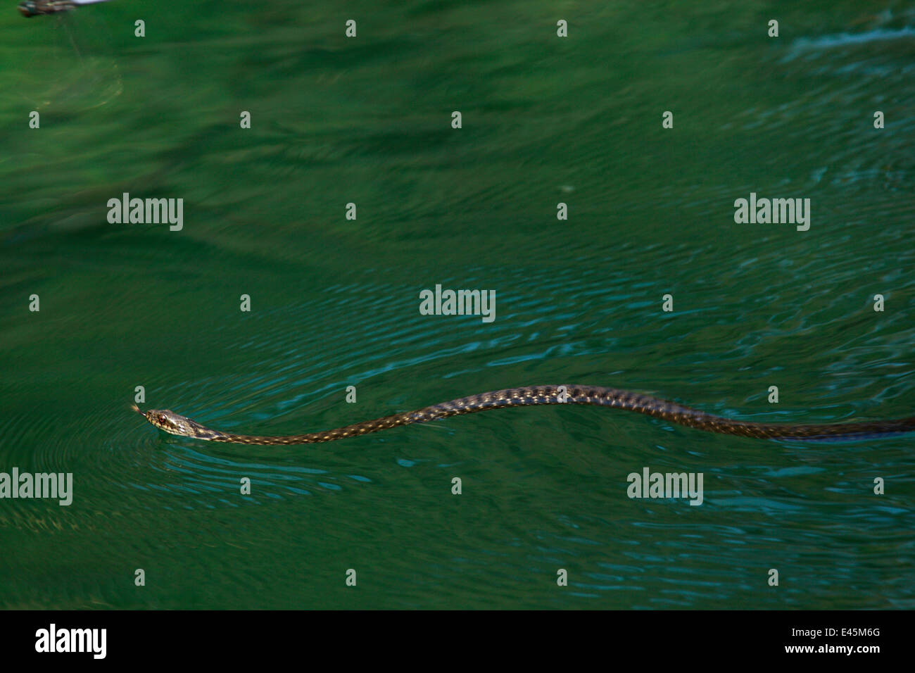 Water snake hunting fish hi-res stock photography and images - Alamy