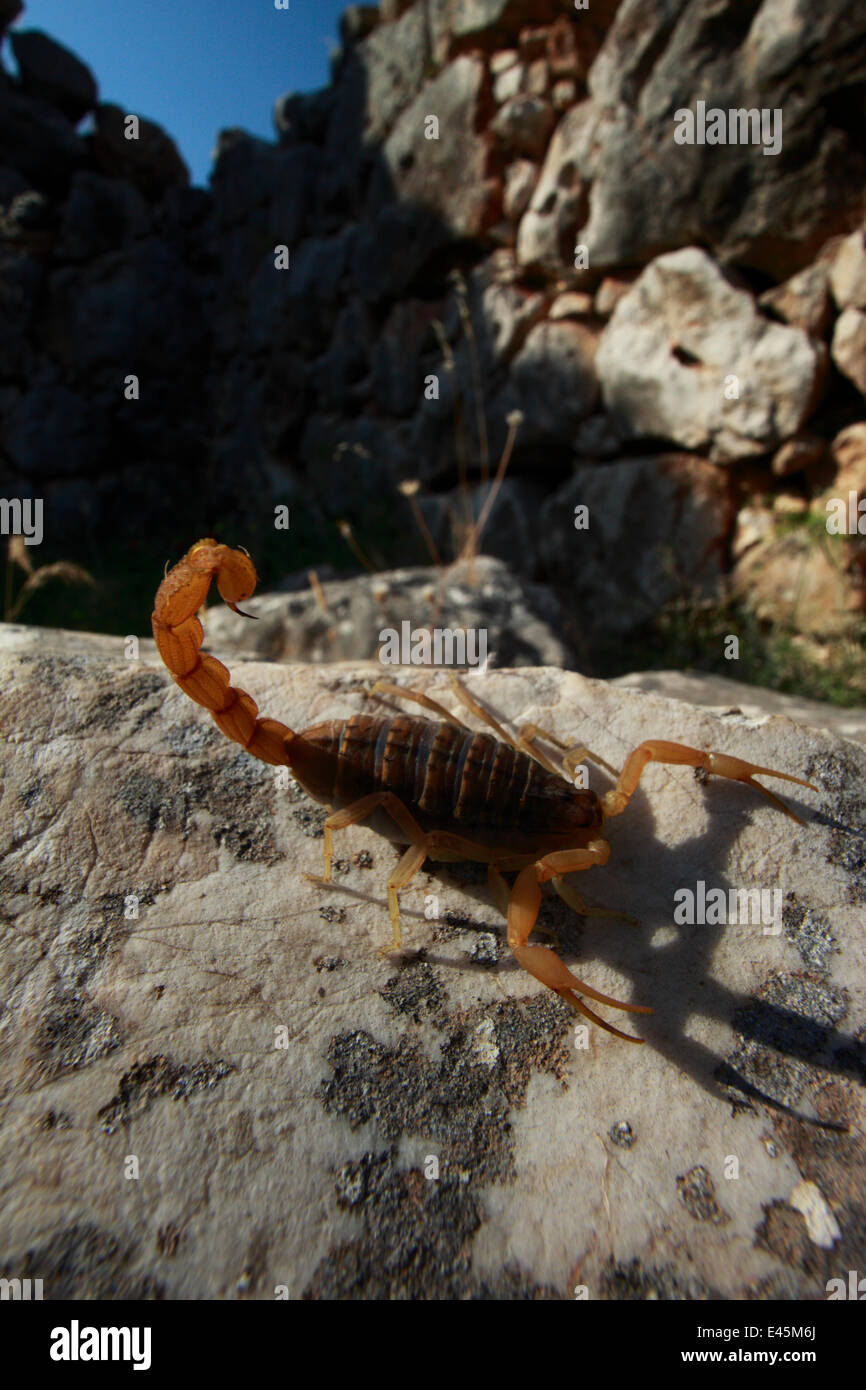Mediterranean checkered scorpion (Mesobuthus gibbosus) on rock, the ...