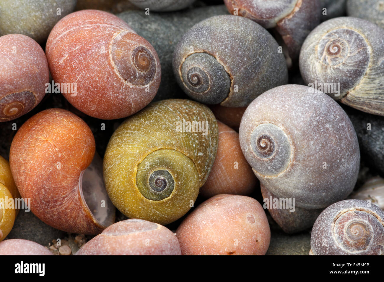 Smooth / Flat periwinkle {Littorina littoralis} shells, UK Stock Photo ...
