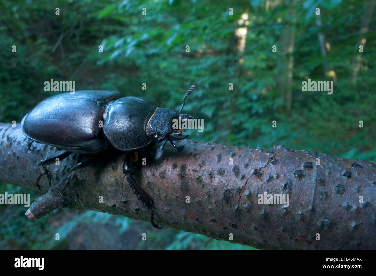 Female Stag beetle {Lucanus cervus} on a branch, Codrii Reserve ...