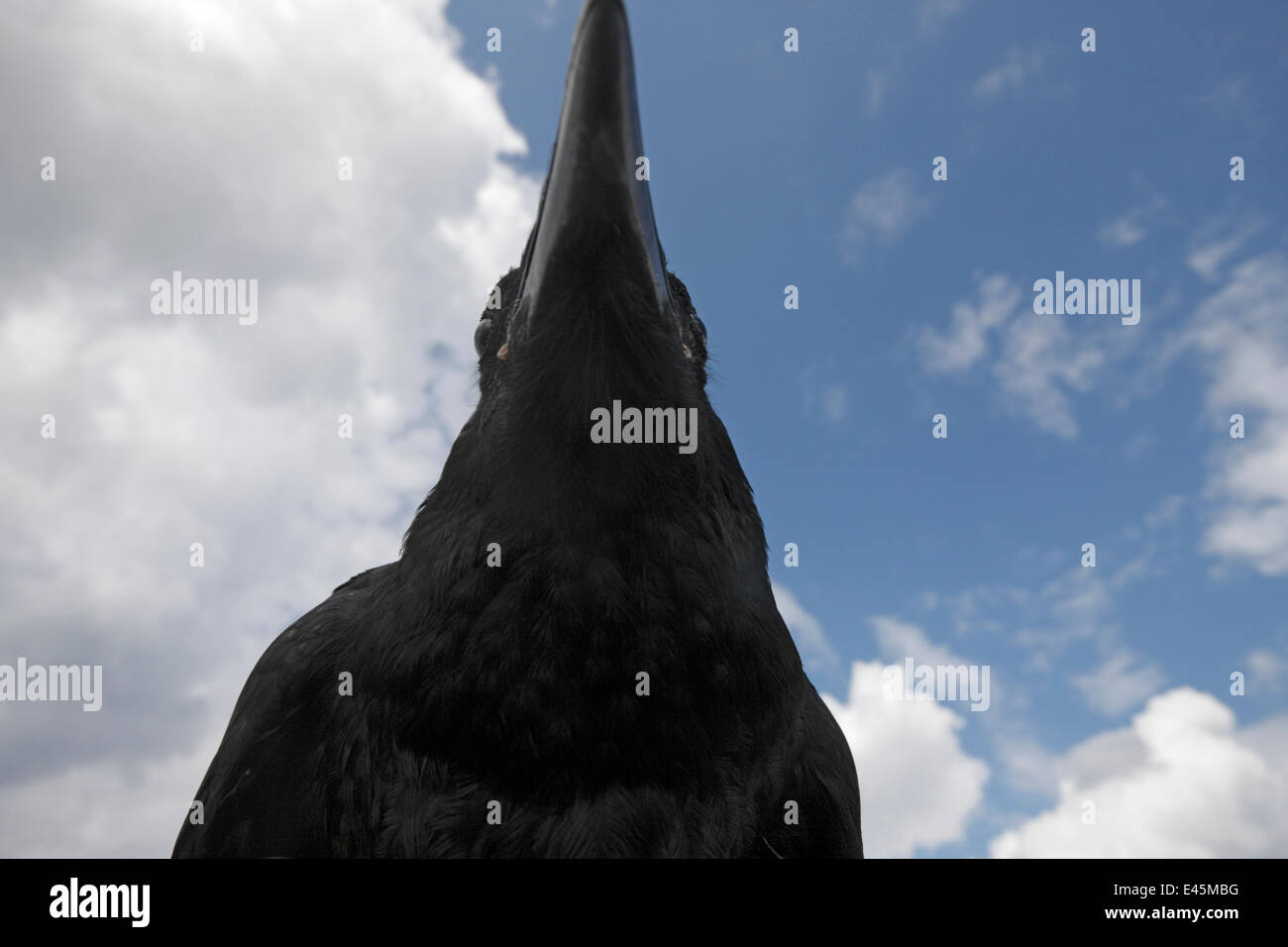 Raven ireland hi-res stock photography and images - Alamy