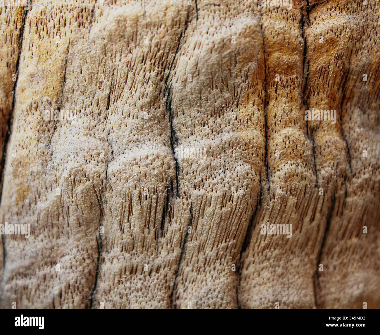 Rotten tree bark hi-res stock photography and images - Alamy