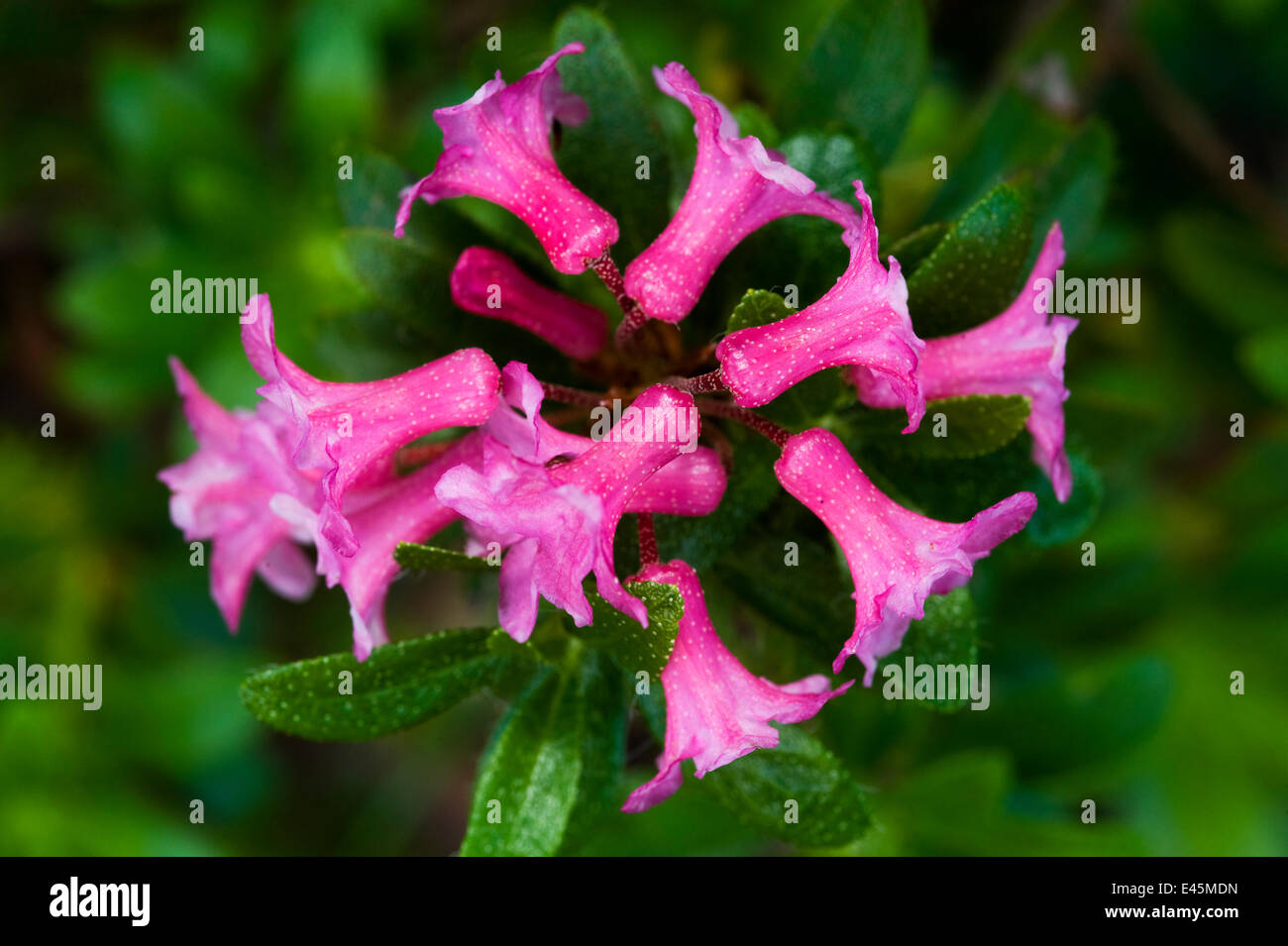 Rusty leaved alpenrose (Rhododendron ferrugineum) flower, Triglav ...