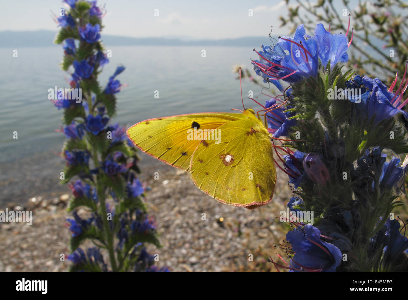 Clouded yellow butterfly hi-res stock photography and images - Alamy