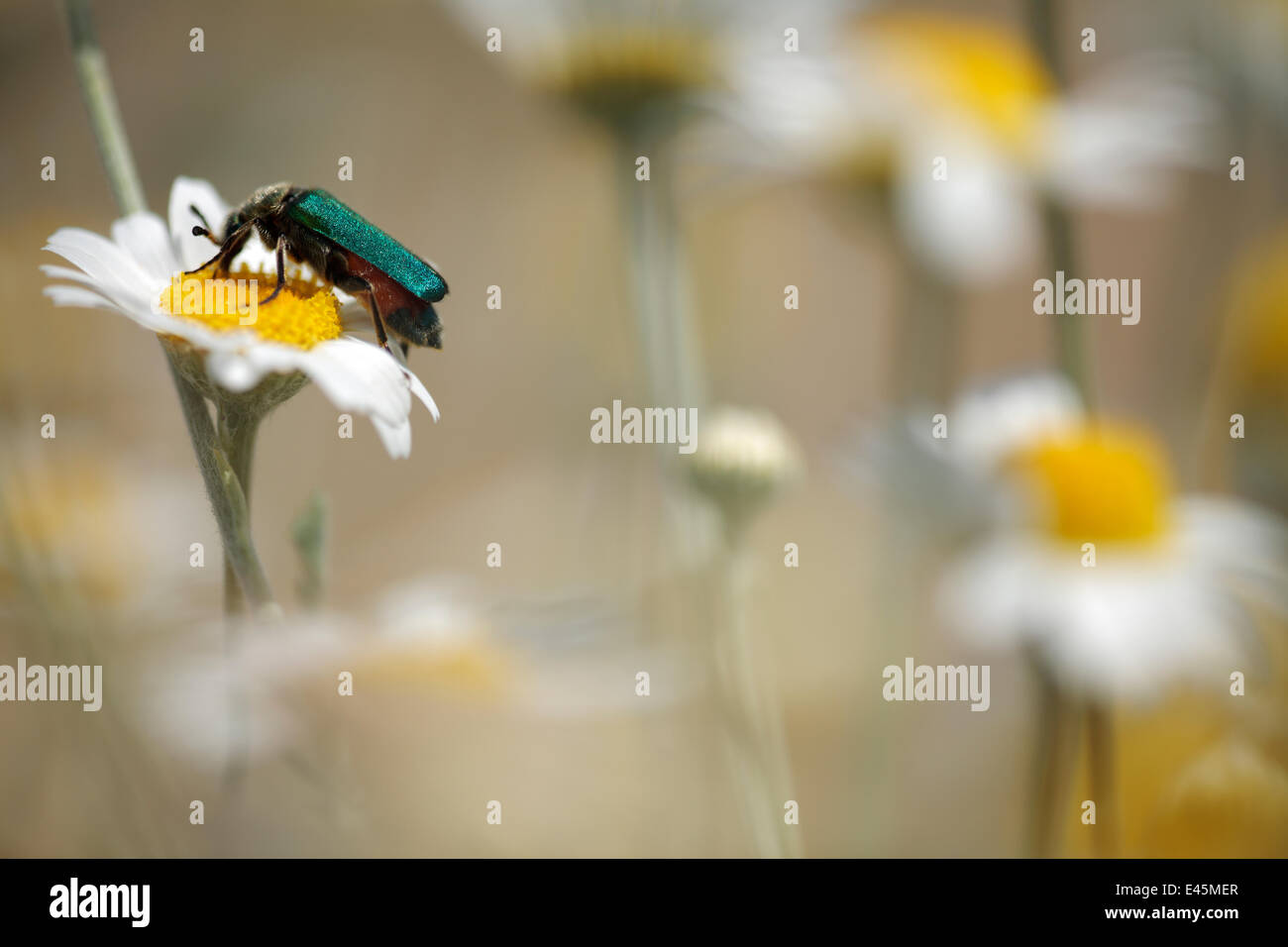 Green flower beetle {Cetoniinae} on Corn chamomile (Anthemis arvensis ...