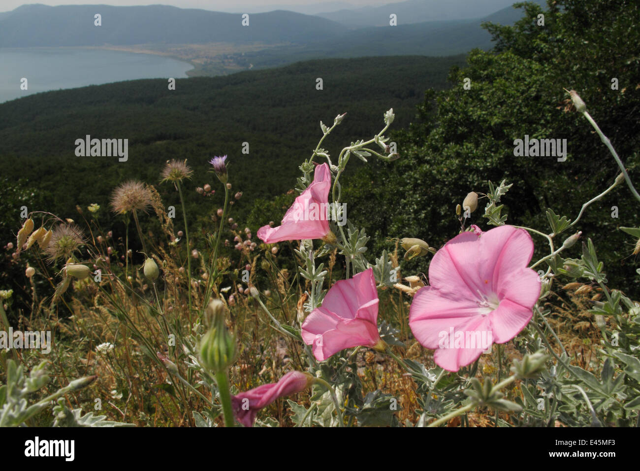 Konjsko village hi-res stock photography and images - Alamy