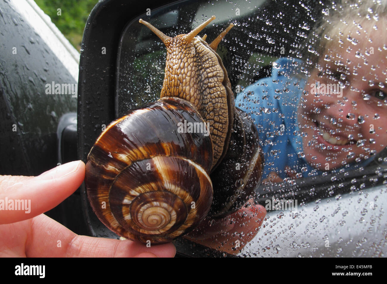 Turkish / Balkan edible snail (Helix lucorum) on car wing mirror with ...