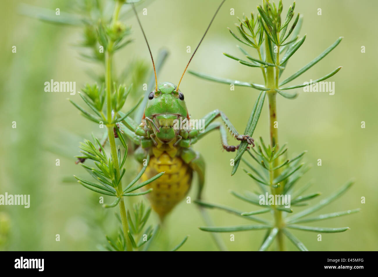 Female Wart biter bush cricket (Decticus verrucivorus) on plants ...