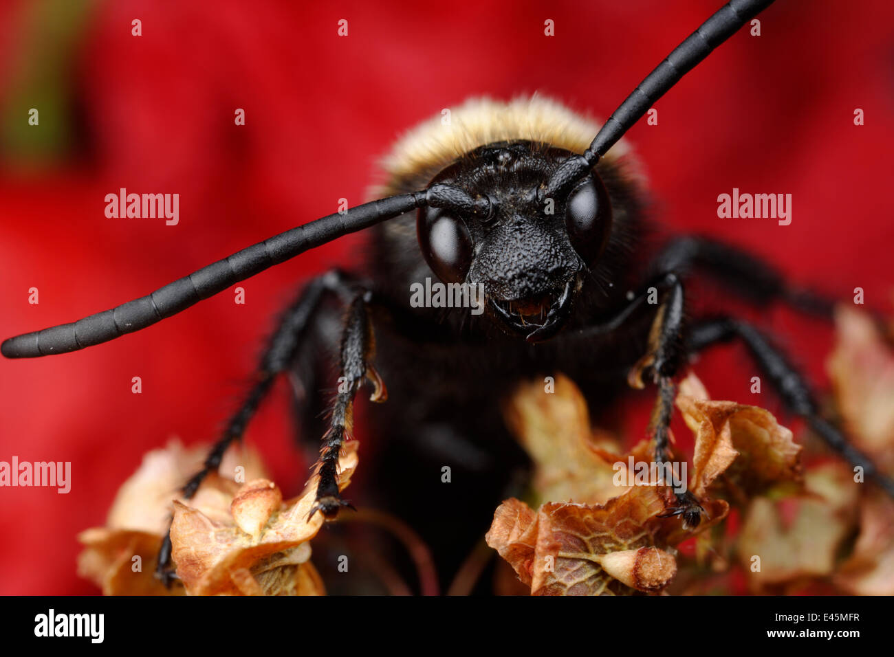 Male Giant / Mammoth wasp (Megascolia flavifrons) close-up of face ...