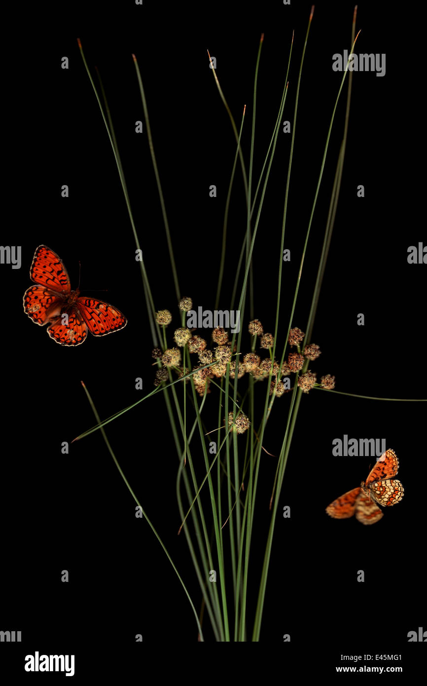 Round headed club rush (Scirpus holoschoenus) with Heath fritillary ...