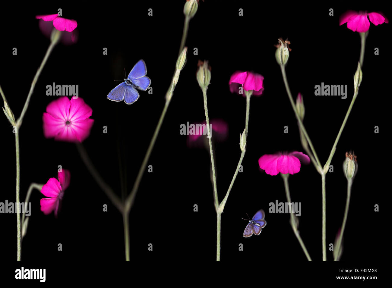 Rose campion / catchfly (Lychnis coronaria) in flower with an Escher’s ...