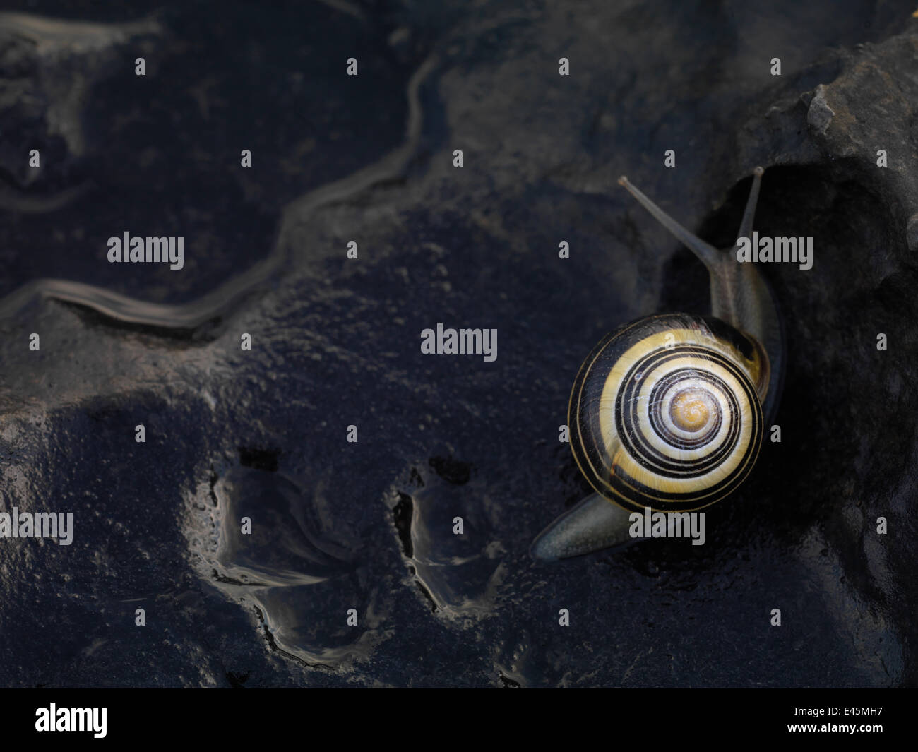 Banded snail (Cepaea sp) The Burren coast, County Clare, Ireland, June ...