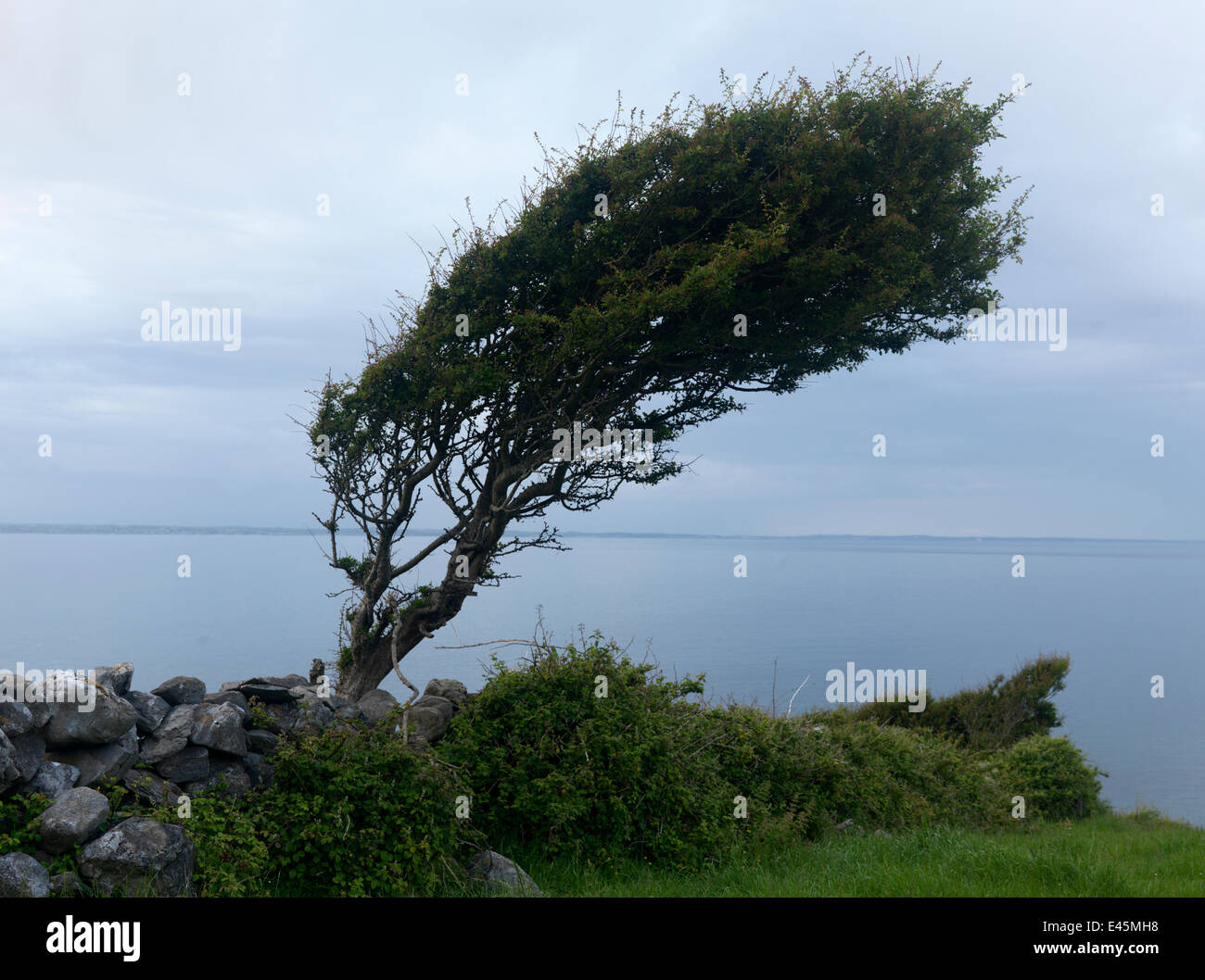 Hawthorn tree (Crataegus monogyna) shaped by the wind, Burren region ...