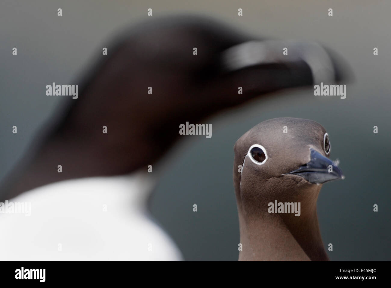 Common guillemot (Uria aalge) bridled form and an out of focus ...