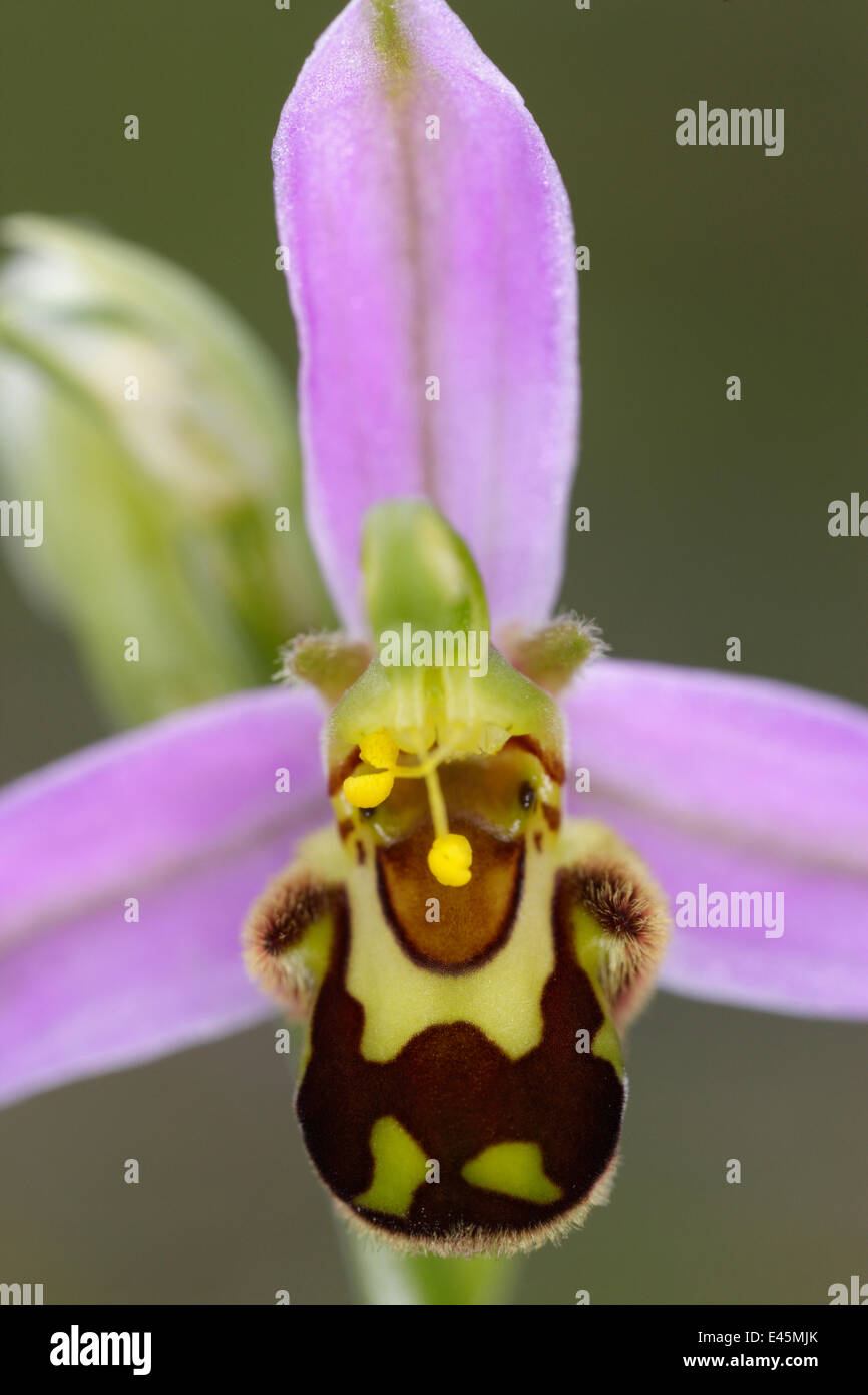 Bee orchid (Ophyrus apifera) flower, Burren National Park, County Clare ...