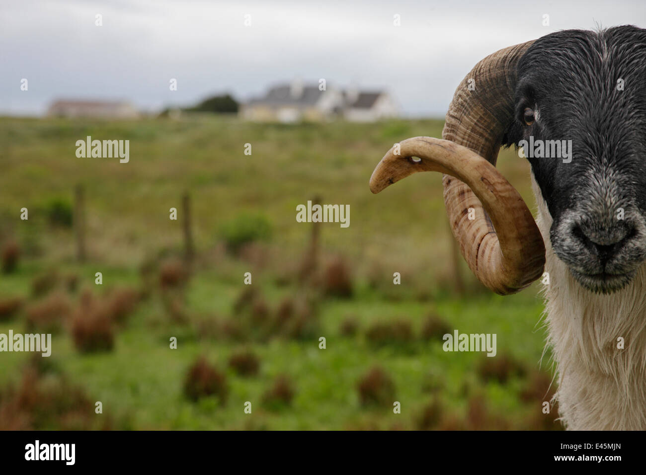 Sheep Horns High Resolution Stock Photography and Images - Alamy