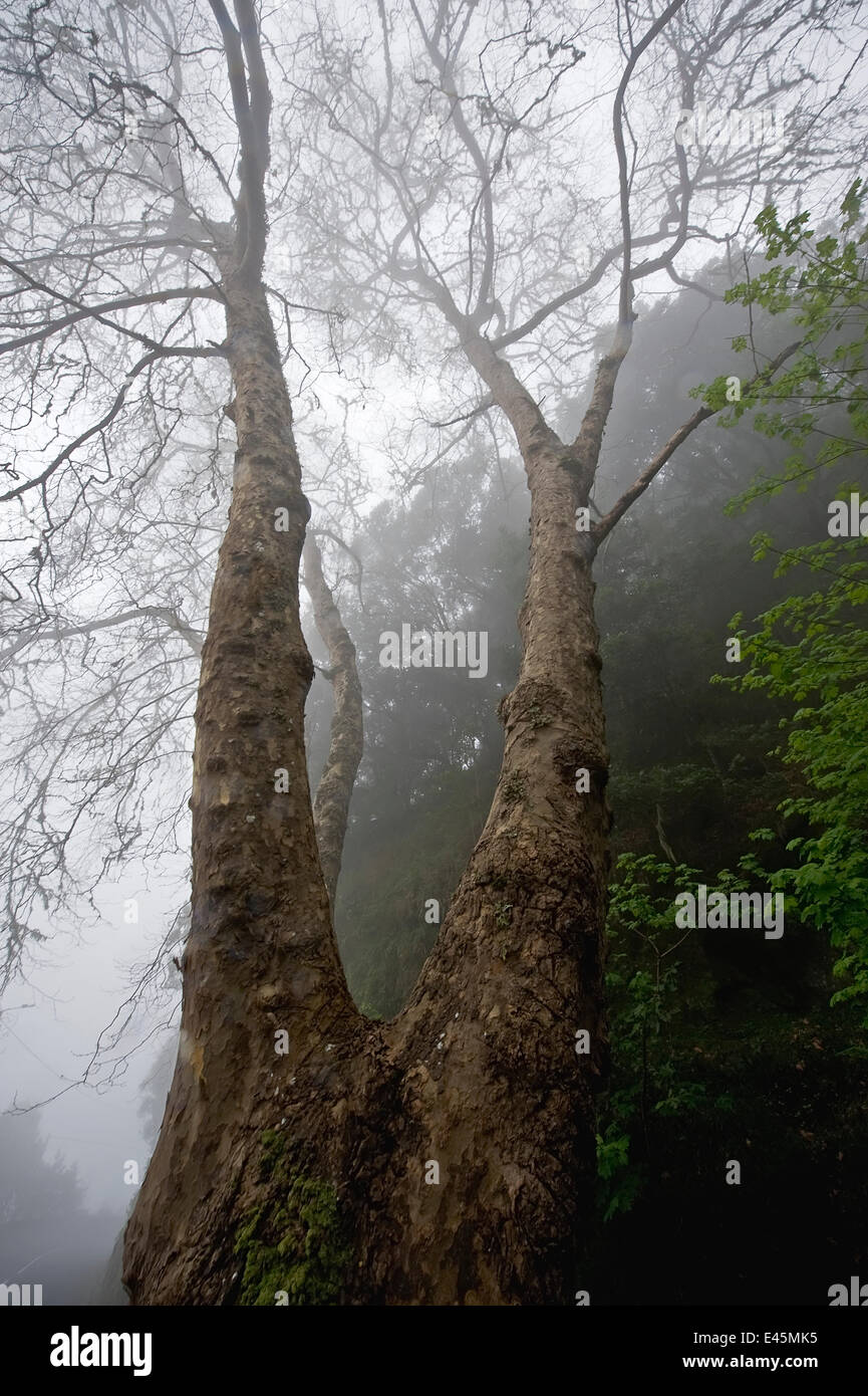 Plane tree (Platanus sp) in mist, Ribeiro Frio area, Madeira, March ...