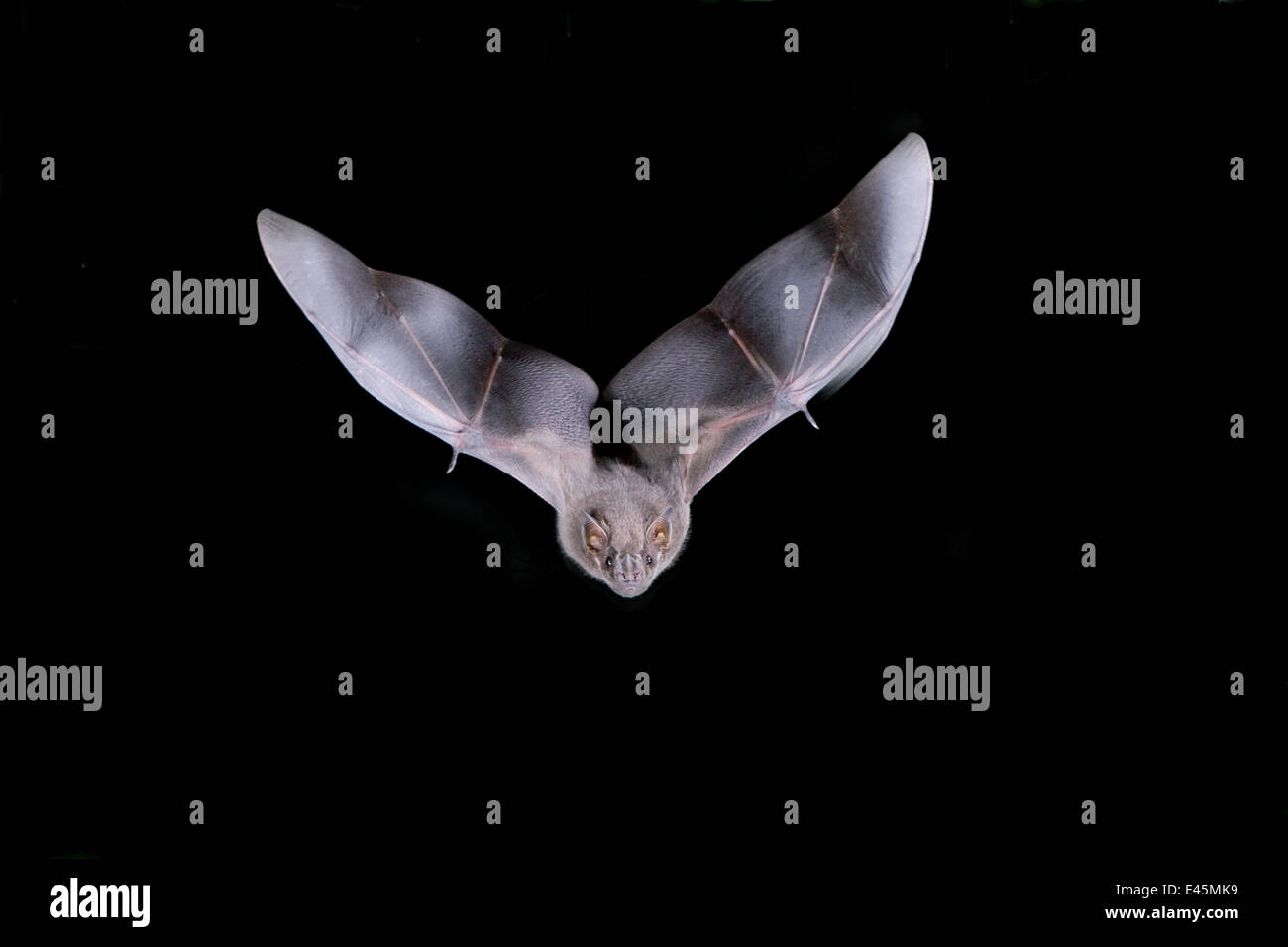 Neotropical Fruit Bat (Aritbeus hartii) in flight at night, Tamaulipas ...