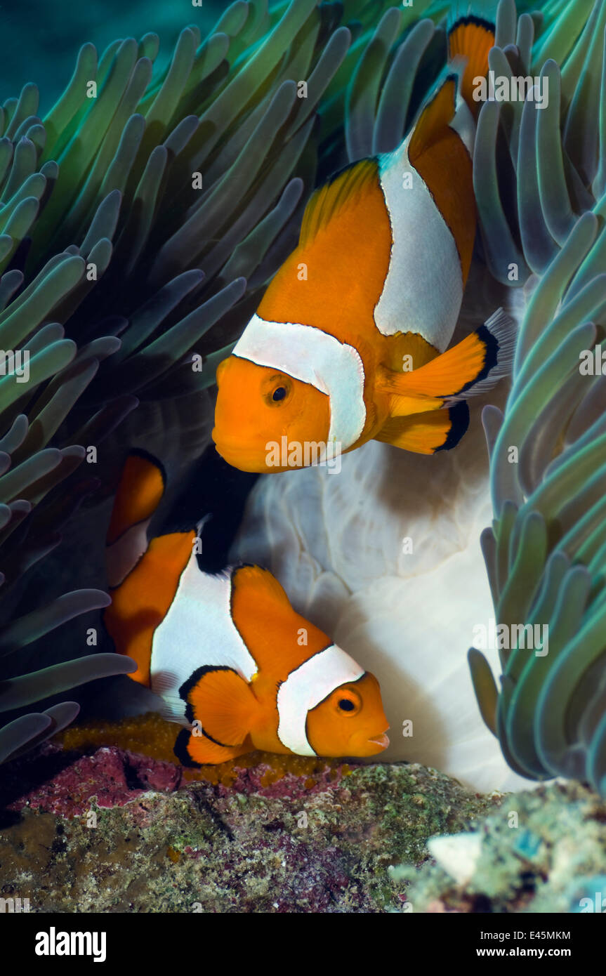 False clown anemonefish (Amphiprion ocellaris) pair (male is the ...