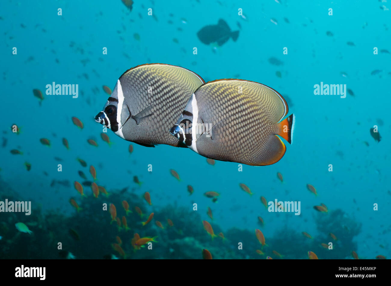 Two Redtail butterflyfish (Chaetodon collare) Andaman Sea, Thailand ...
