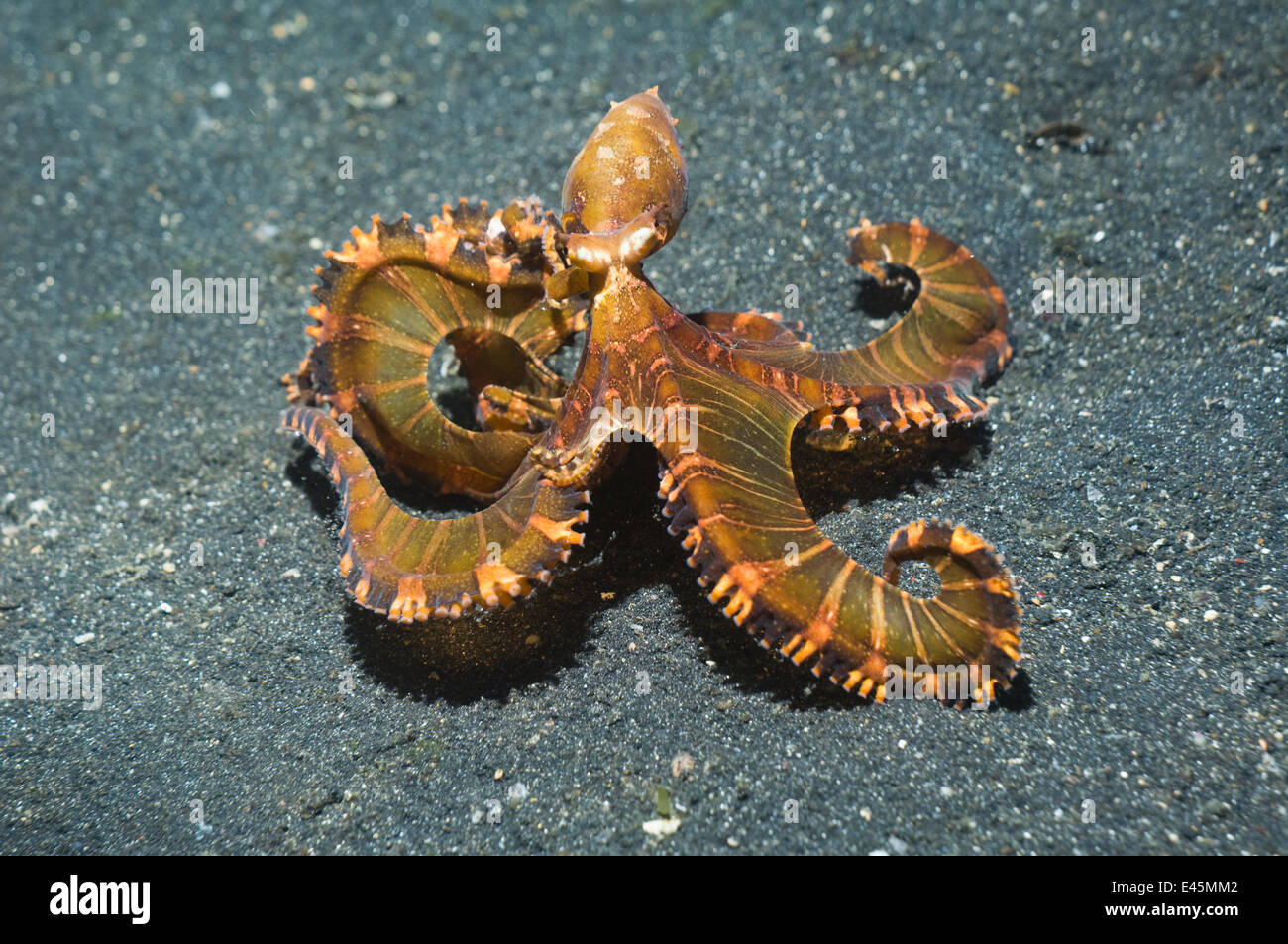 Wonderpus (Wunderpus photogenicus) octopus on sea bed, Lembeh Strait ...