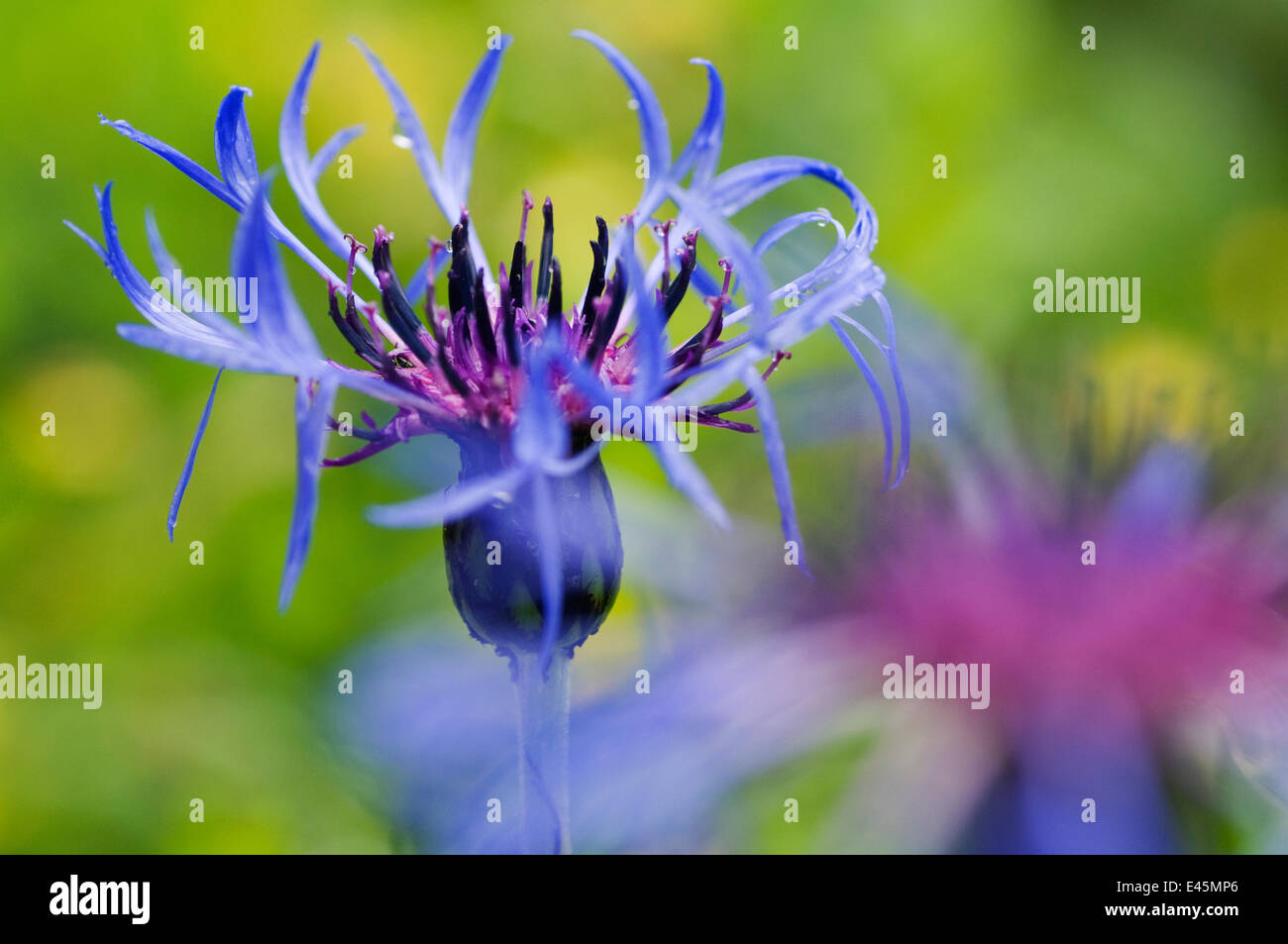 Mountain cornflower (Centaurea montana) flower, Liechtenstein, June ...