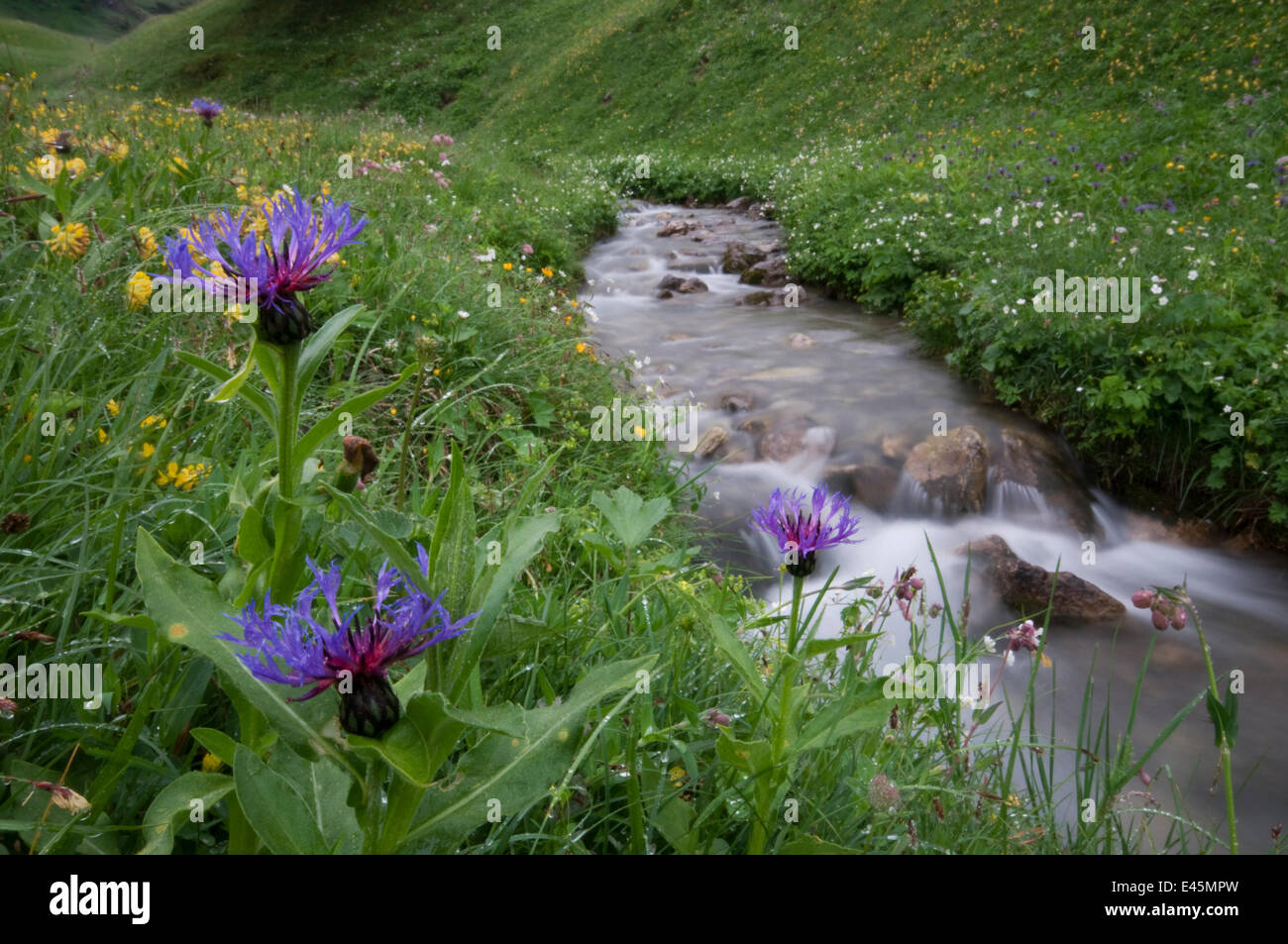 Mountain cornflower (Centaurea montana) flowering by a mountain stream ...
