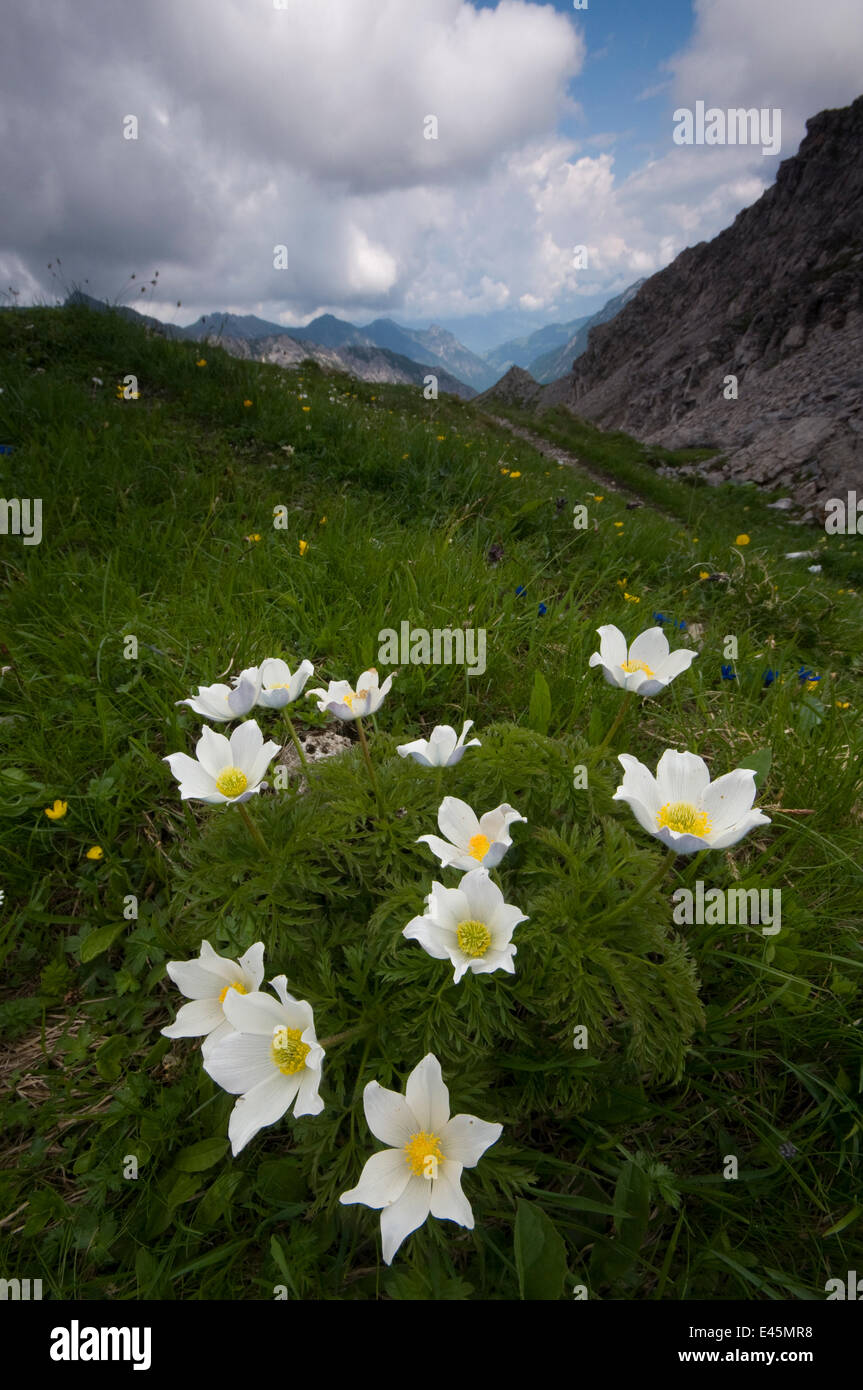 Alpine pasqueflowers hi-res stock photography and images - Alamy