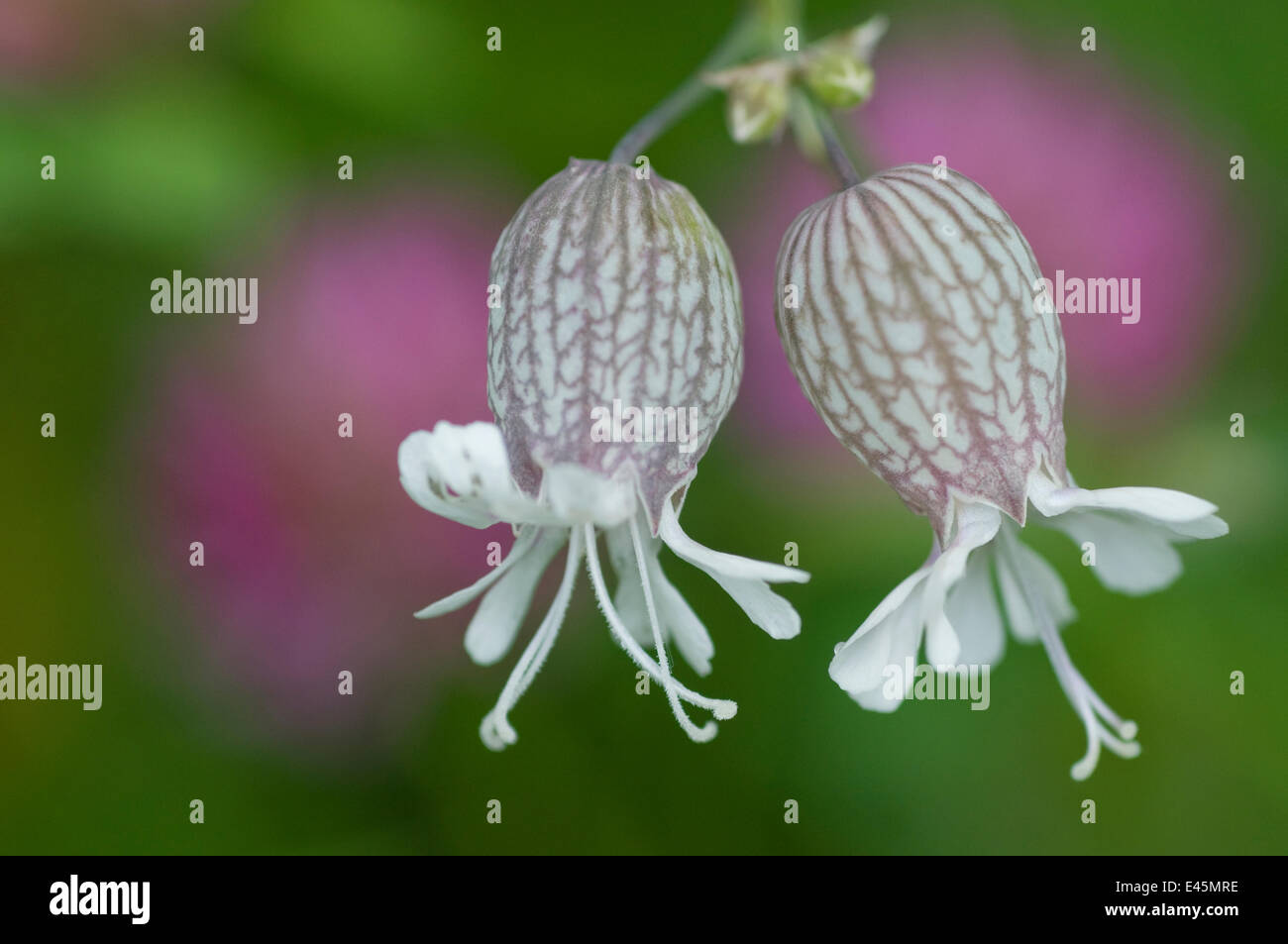 Bladder campion (Silene vulgaris glareosa) flowers, Liechtenstein, July ...