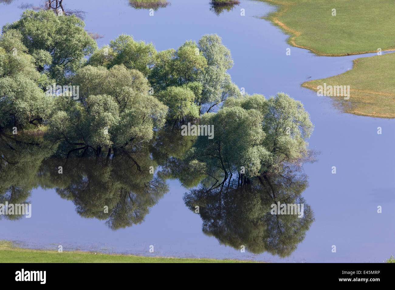 Flooded trees, mainly White willow (Salix alba) Livanjsko Polje (karst ...