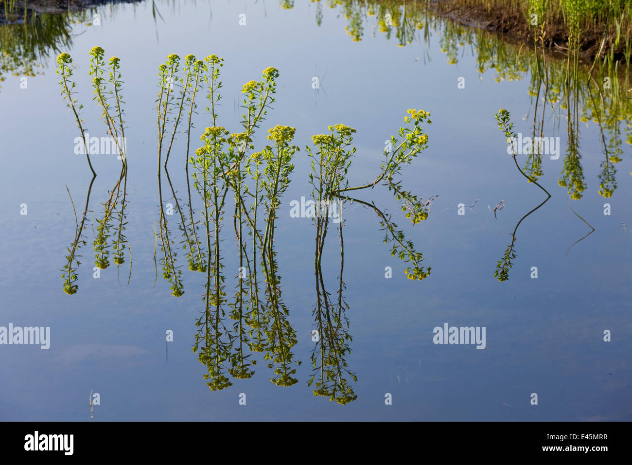 Marsh spurge (Euphorbia palustris) flowering in water, Northern part of ...