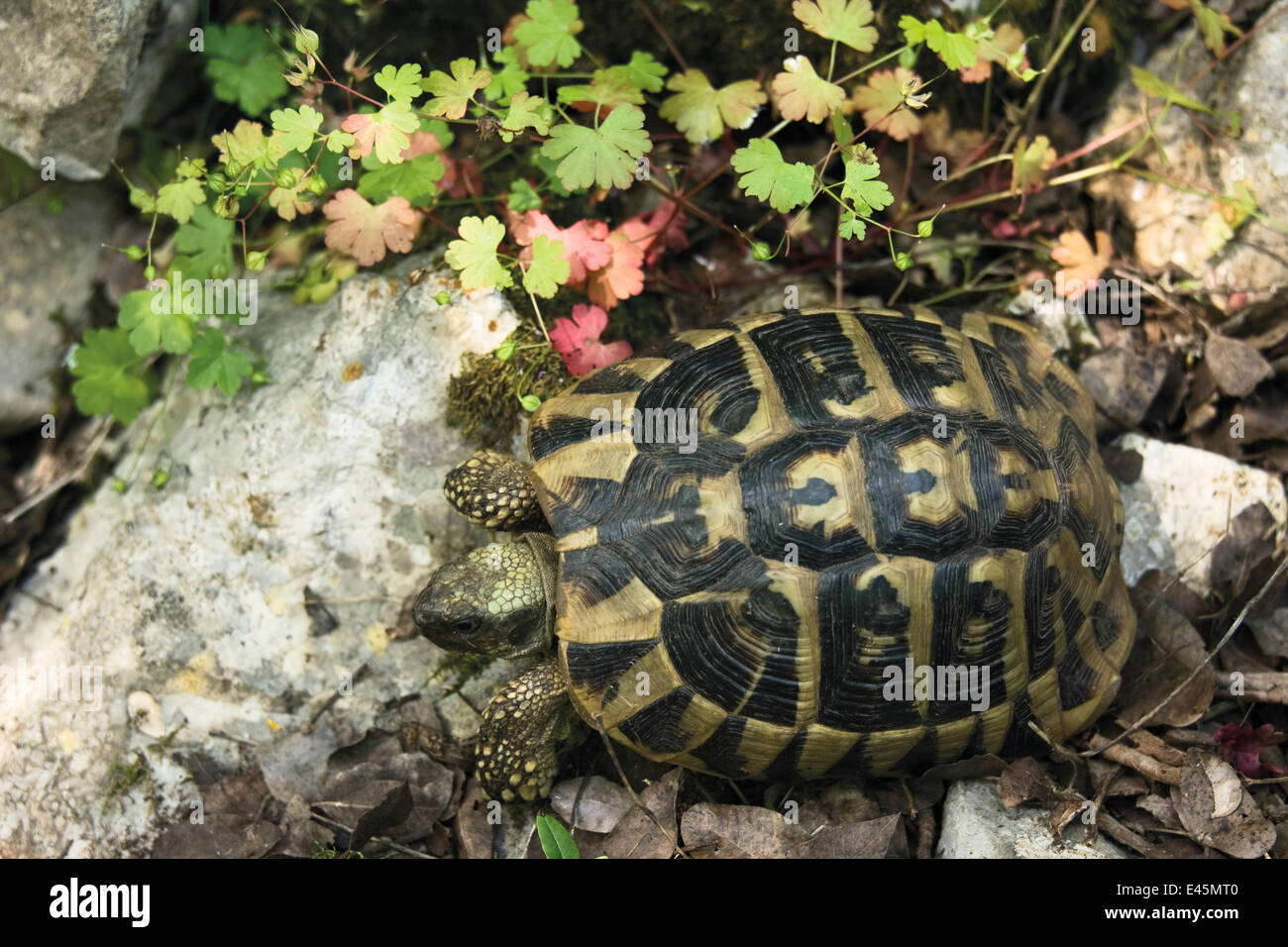 Hermann's / Dalmatian tortoise (Testudo hermanni hercegovinensis) near ...