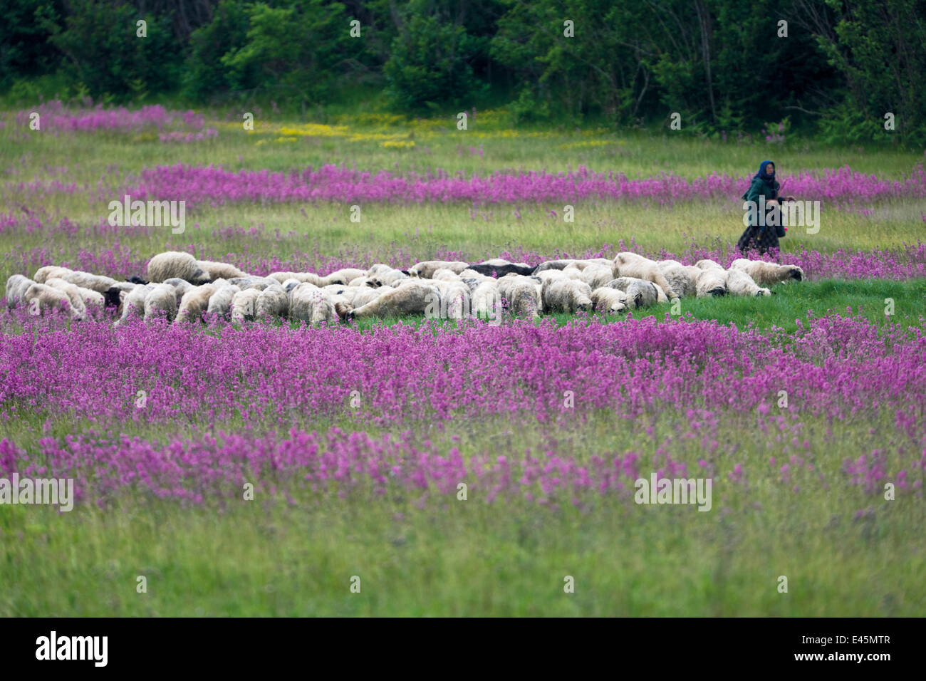 Herd of sheep with an old lady sheperd in a meadow of flowering Sticky ...