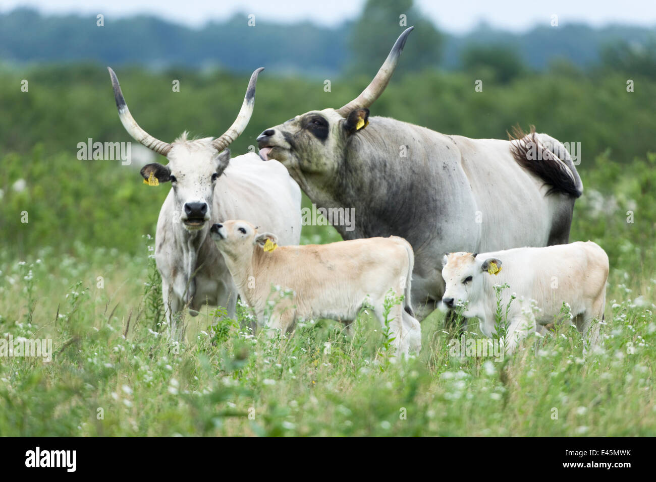 Slavonian Syrmian cattle (rare breed) in the meadows between Krapje and ...