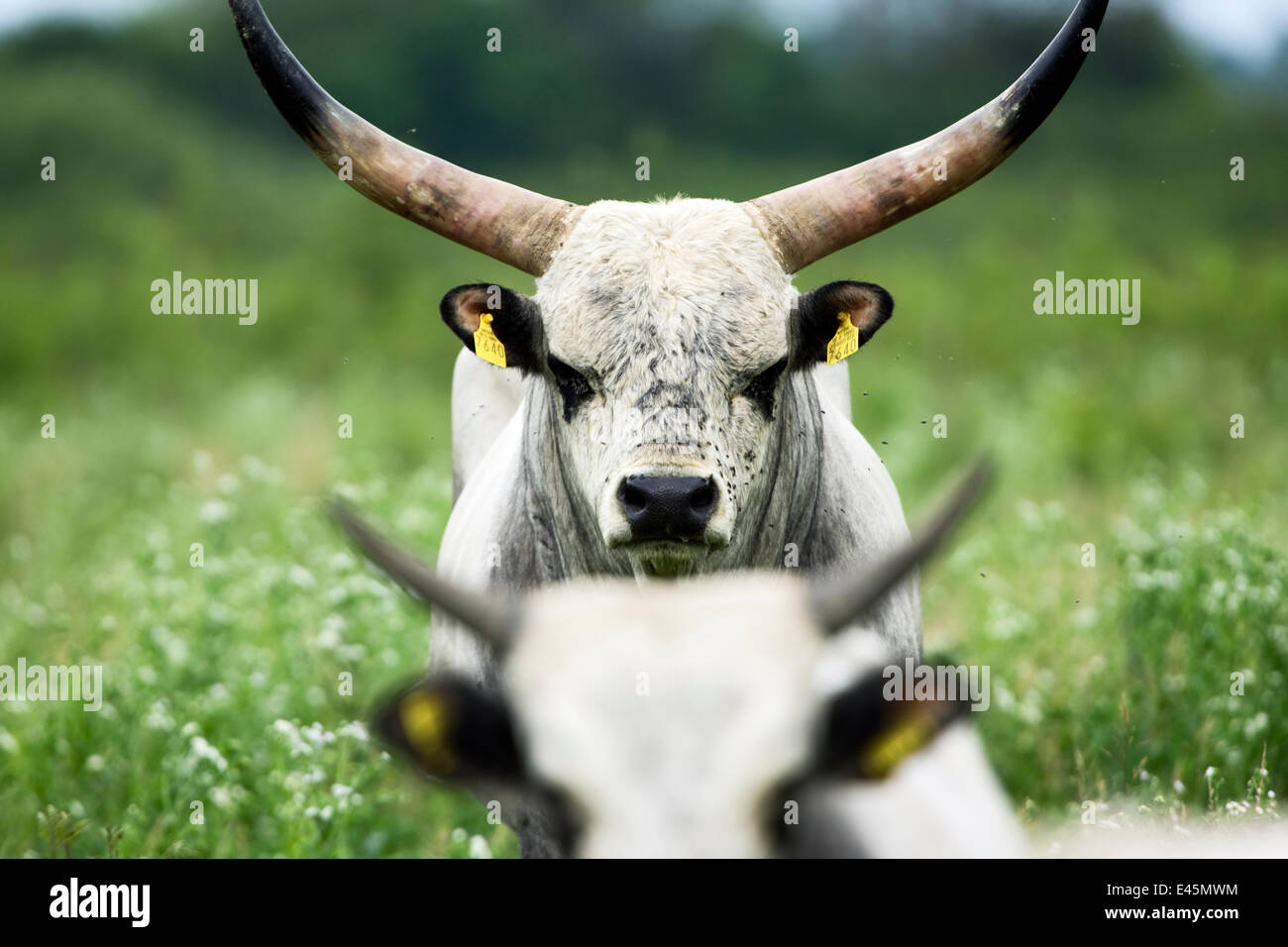 Slavonian Syrmian cattle (rare breed) in meadow between Krapje and ...