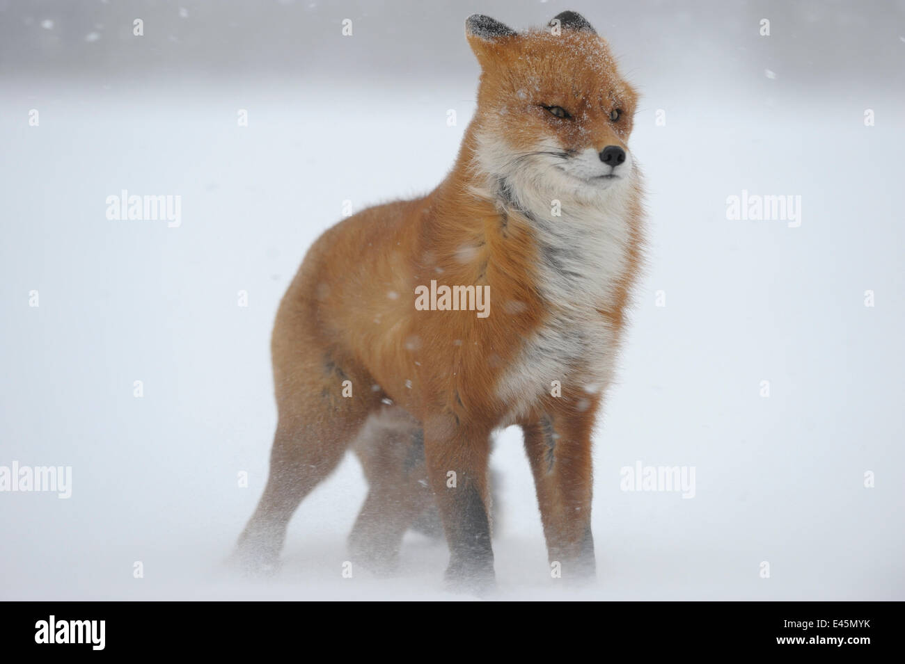 Red fox in a snow storm (Vulpes vulpes) Winter winds on Kamchatka can ...
