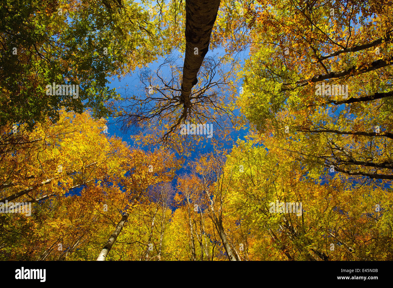 Looking up into European Beech (Fagus sylvatica)tree canopy in autumm ...