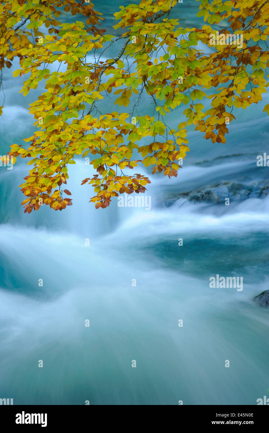 Southern beech leaves hi-res stock photography and images - Alamy