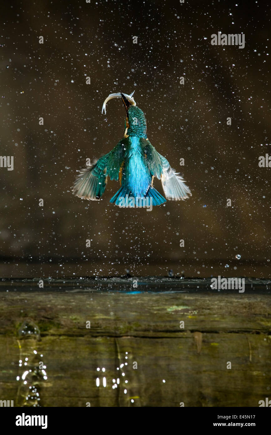 Kingfisher (Alcedo atthis) flying up out of water carrying fish, rear ...