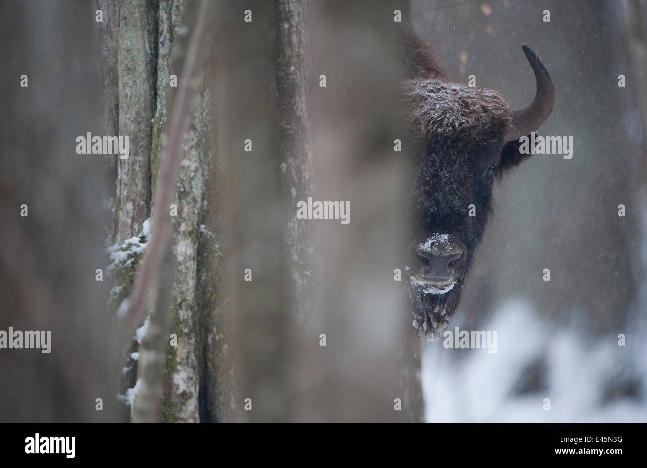 European bison (Bison bonasus) behind tree, Bialowieza NP, Poland ...