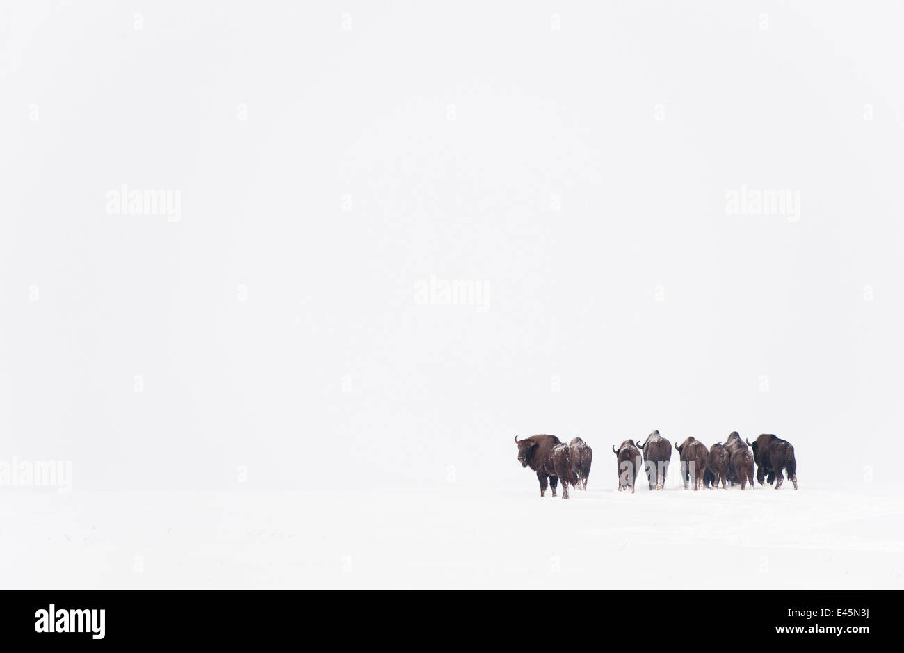 Rear view of European bison (Bison bonasus) in agricultural field ...