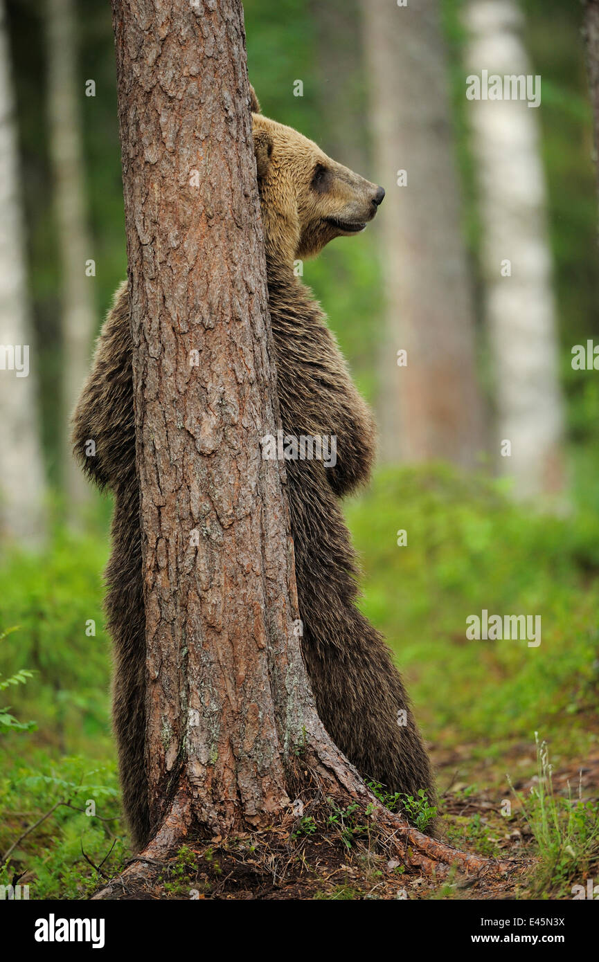 Bear Scratching Tree High Resolution Stock Photography and Images - Alamy